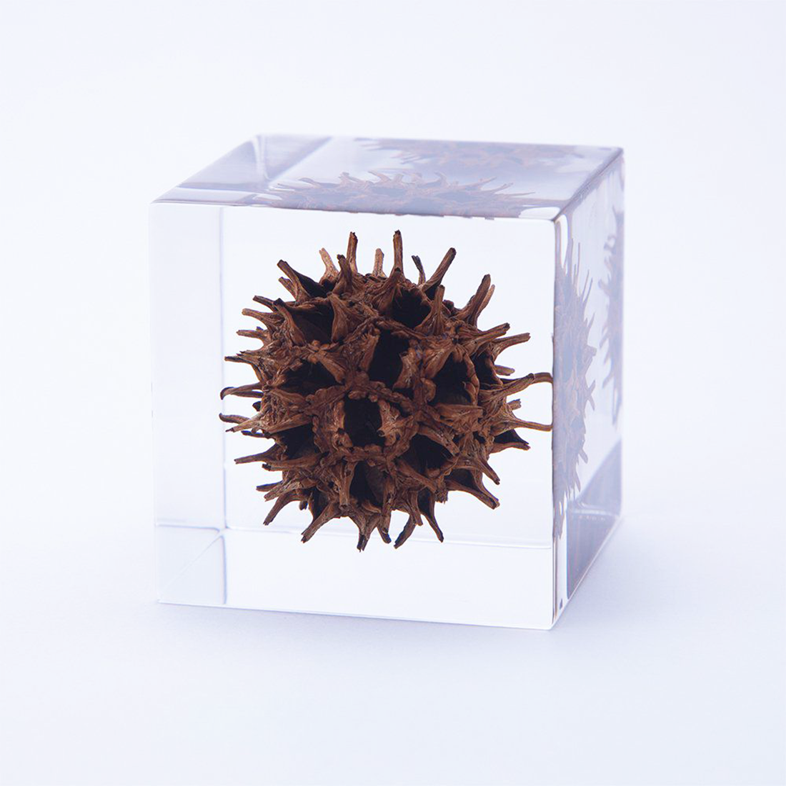 Sola cube - American Sweetgum – Craft Contemporary Shop
